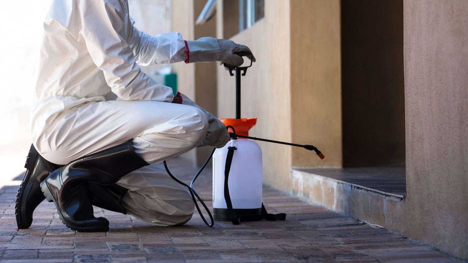 Early Signs of Pest Infestations You Shouldn’t Ignore